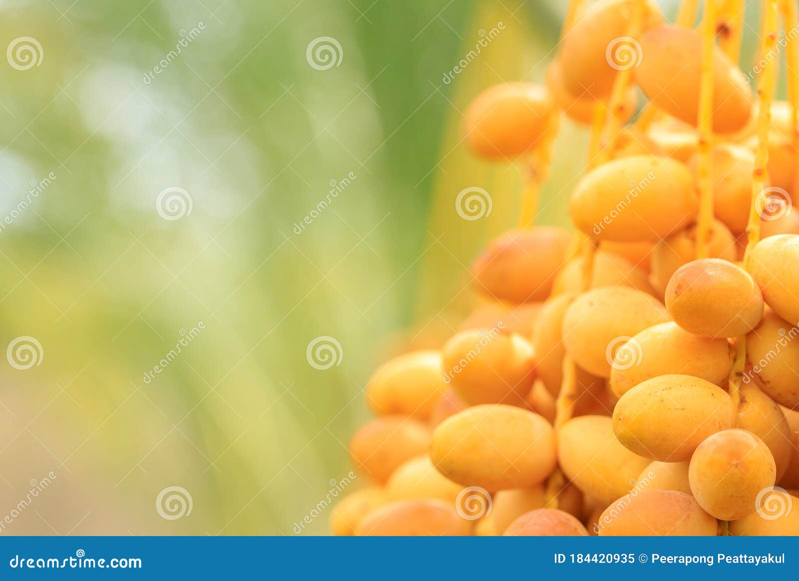 Closeup of Colourful Dates Clusters Stock Image - Image of climate ...