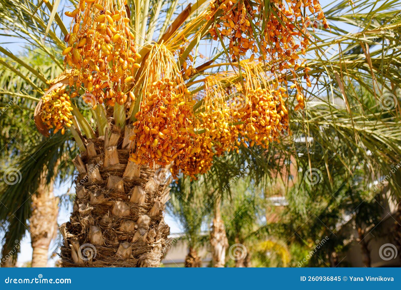 Closeup of Colourful Dates Clusters Stock Image - Image of palm, date ...