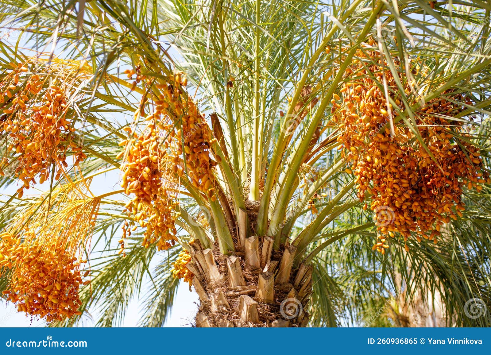 Closeup of Colourful Dates Clusters Stock Image - Image of flora ...