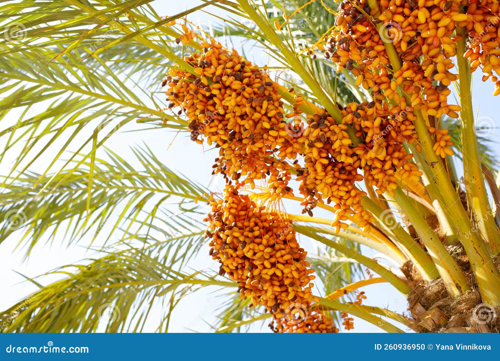 Closeup of Colourful Dates Clusters Stock Photo - Image of delicious ...