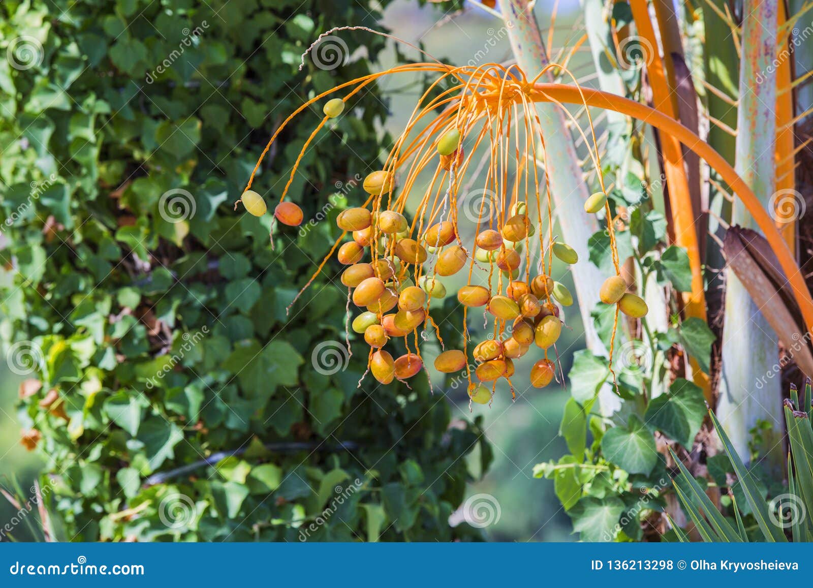 Closeup of Colourful Dates Clusters. Branch of Date Palms Stock Photo ...