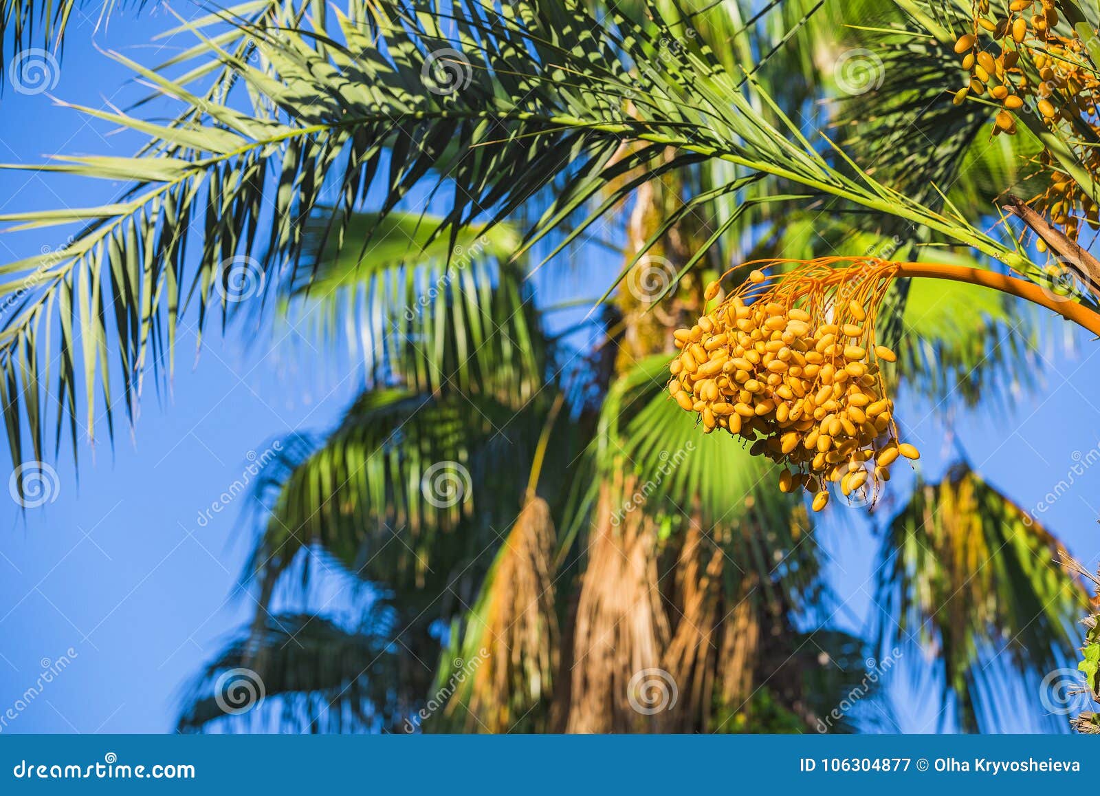 Closeup of Colourful Dates Clusters. Branches of Date Palms Under Blue ...