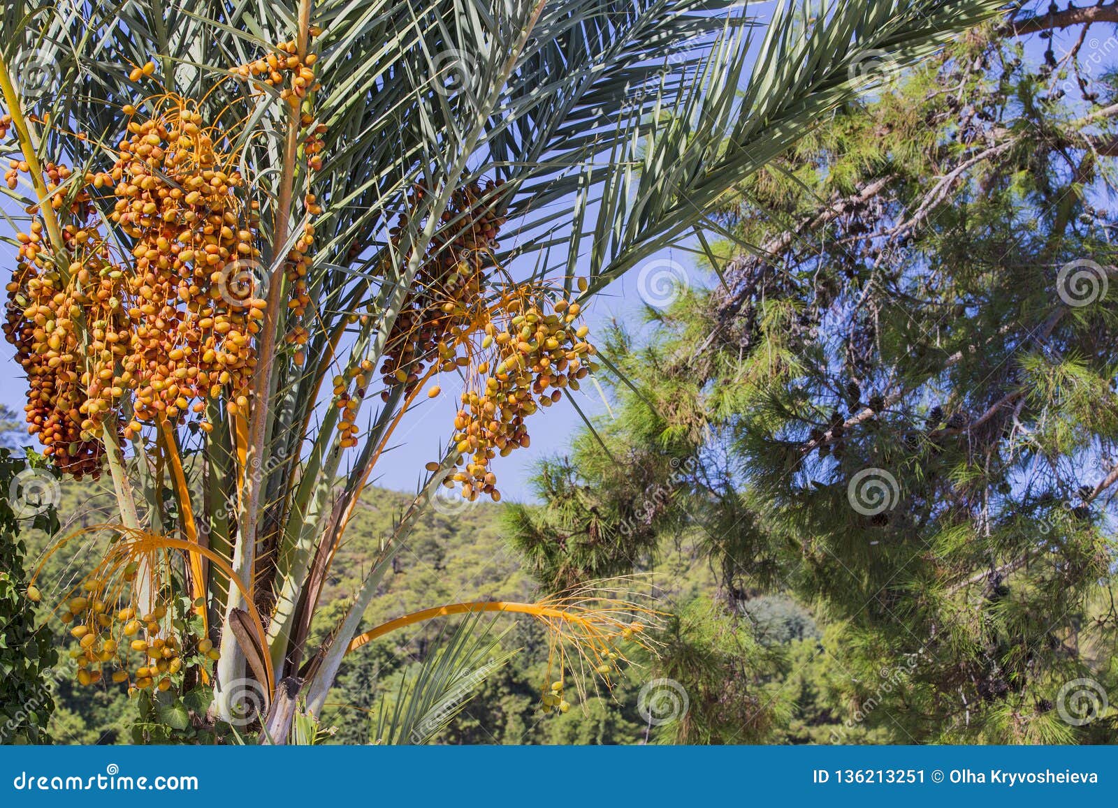 Closeup of Colourful Dates Clusters. Branches of Date Palms Under Blue ...