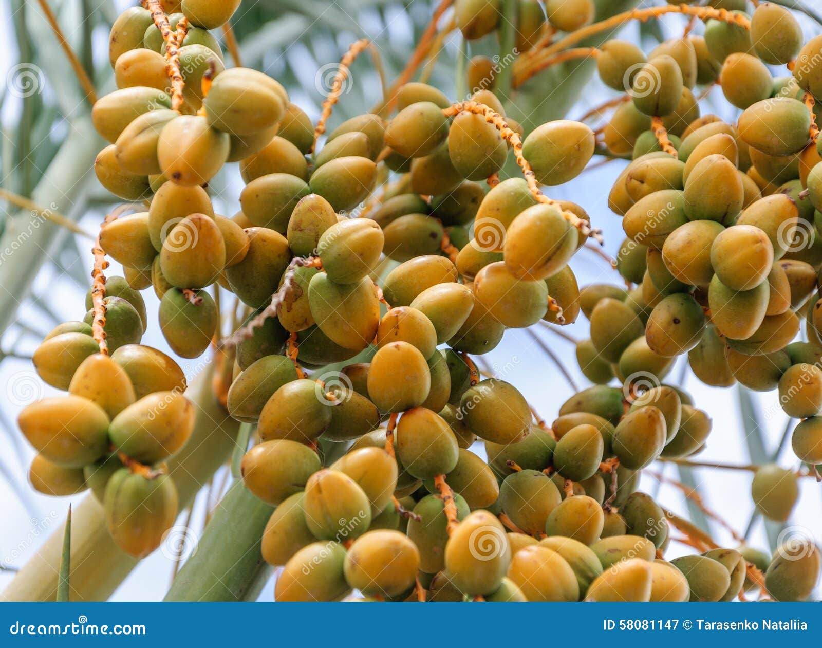 Closeup of Colourful Dates Clusters Stock Image - Image of dactylifera ...