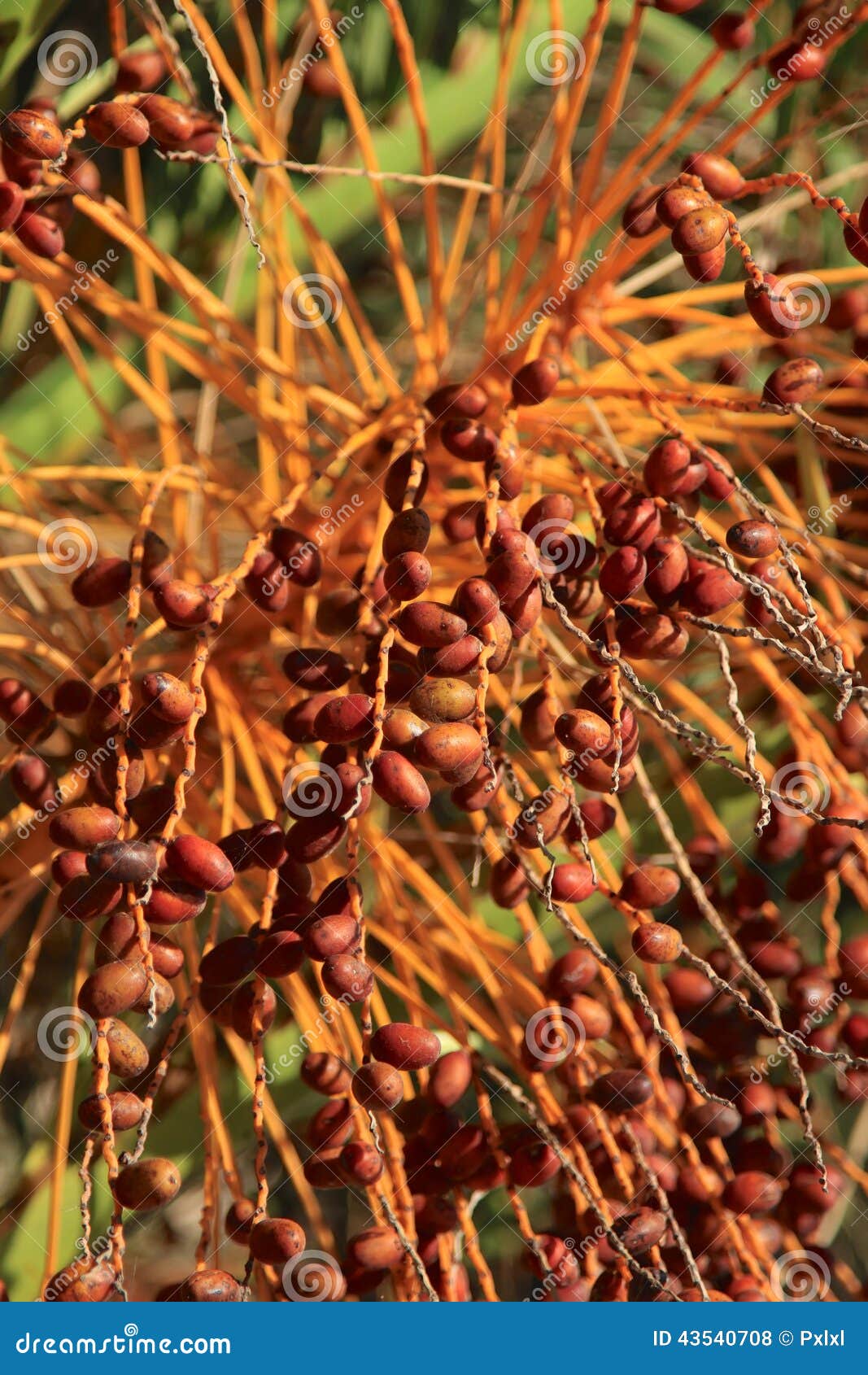 Closeup of Colourful Dates Clusters Stock Photo - Image of delicious ...