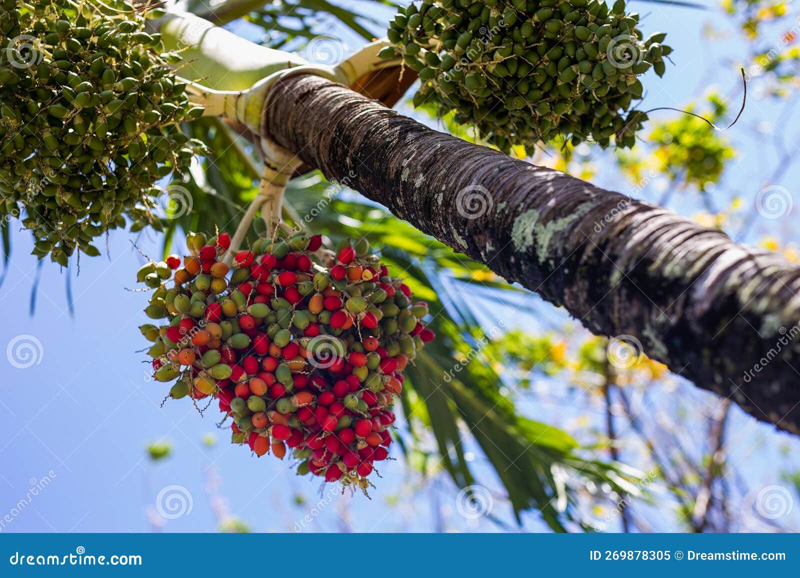 Closeup of Colourful Dates Fruit Clusters, Shallow Depth of Field ...