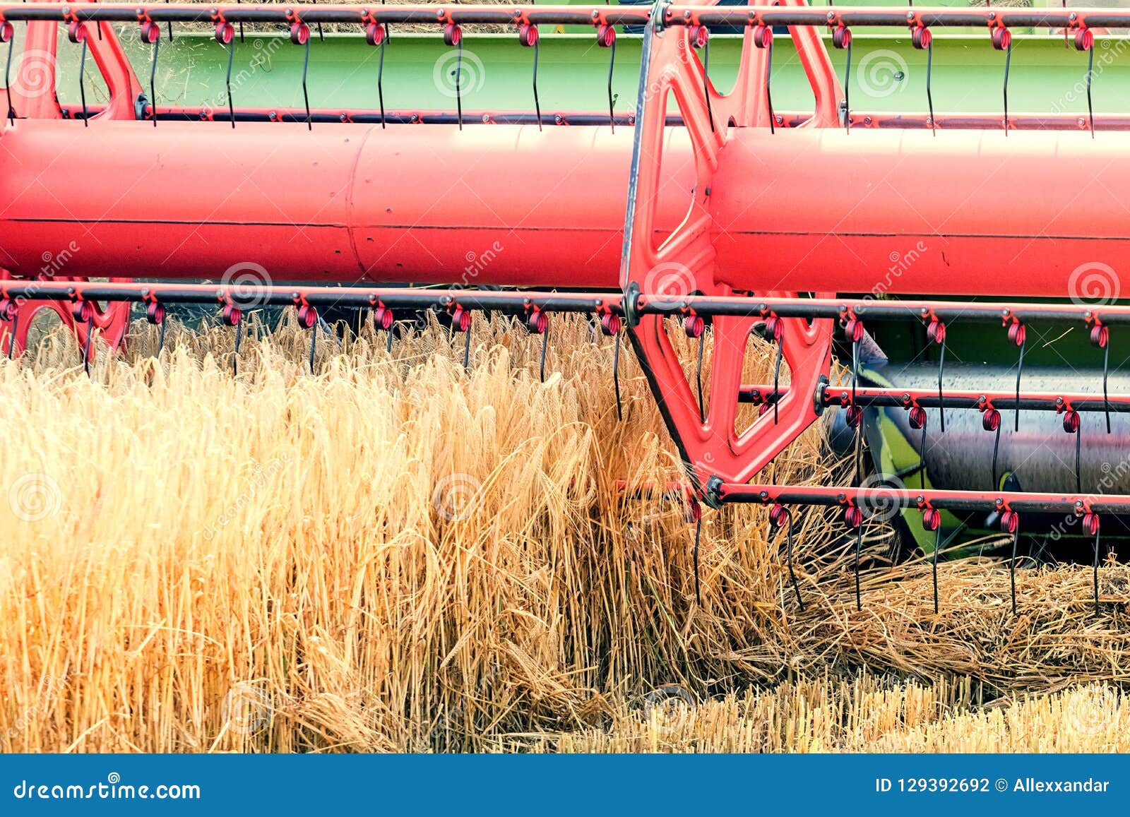 Closeup Combine Harvesting a Wheat Field. Combine Working the Field ...