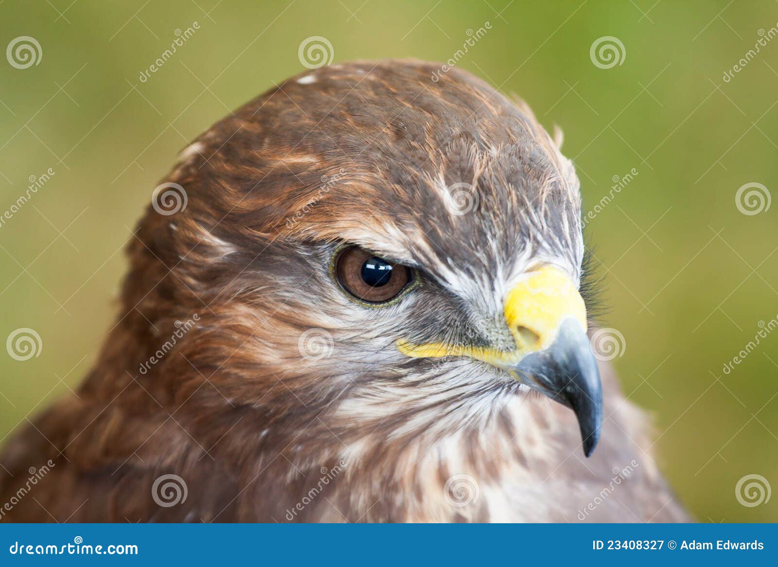 Closeup of a Common Buzzard Stock Image - Image of prey, avian: 23408327