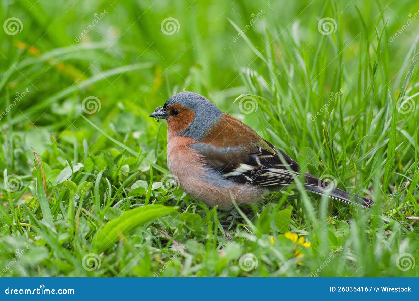 Closeup of a Common Chaffinch on the Green Grass Stock Image - Image of ...