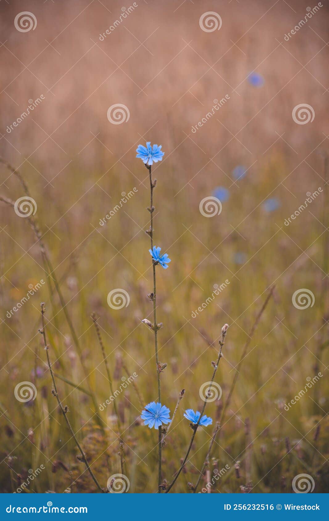 Closeup of Common Chicory in the Field, a Vertical Shot Stock Photo ...