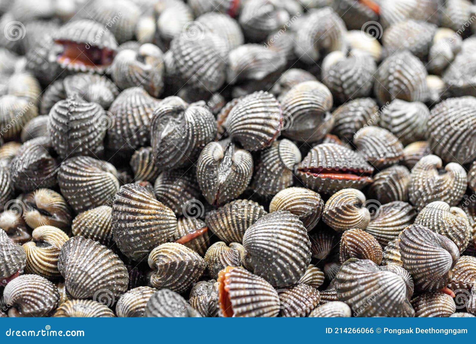 Common cockle stock photo. Image of nature, chef, aquatic - 214266066