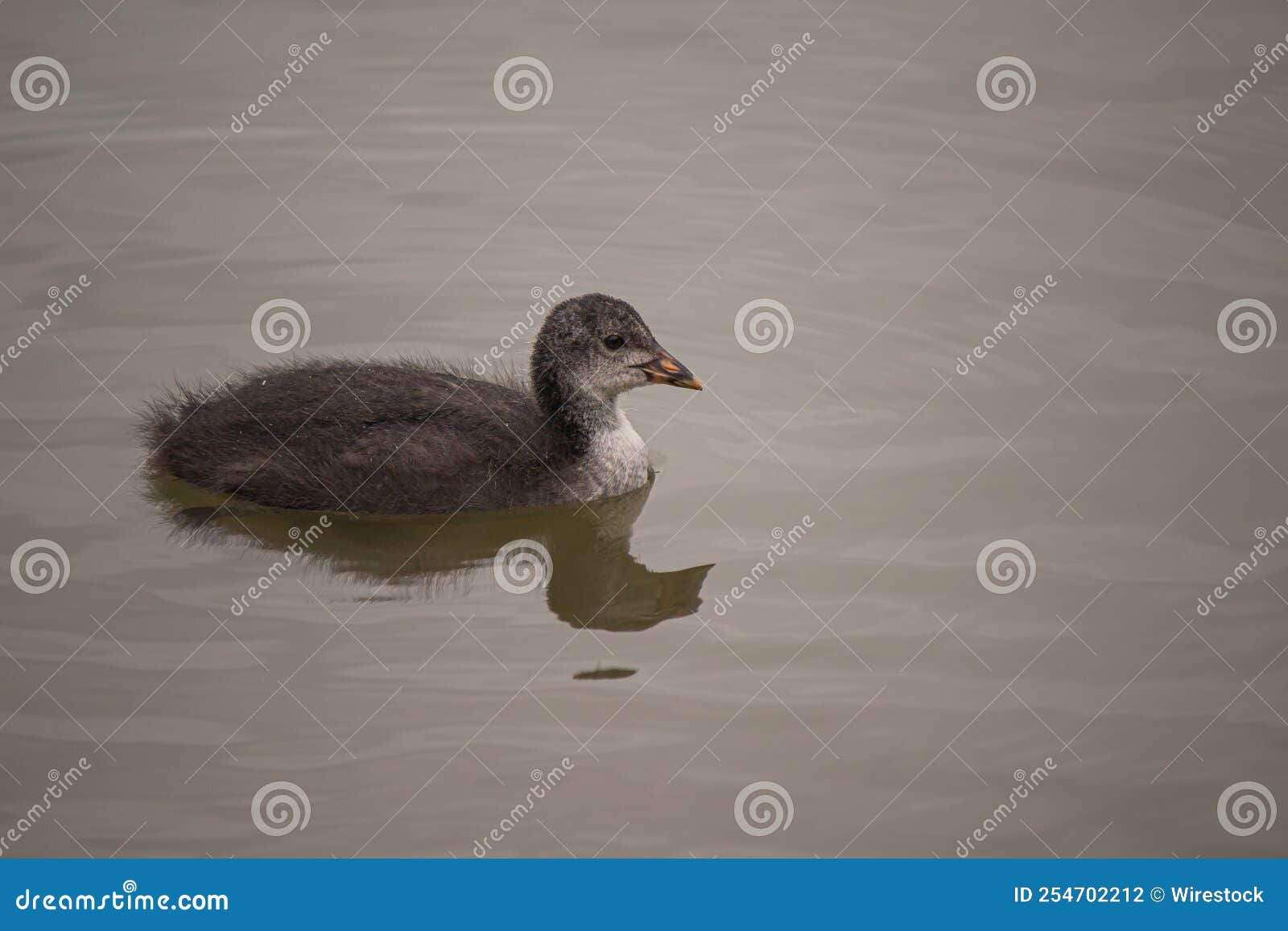 Closeup of a Common Coot Chick Floating on a Lake Stock Photo - Image ...