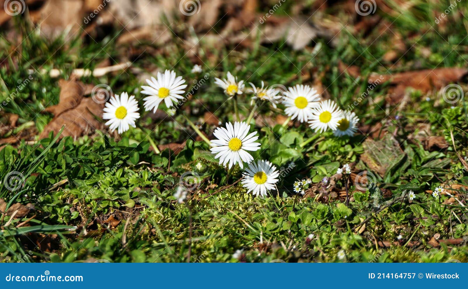 Closeup of the Common Daisy Flowers Blooming in the Garden Stock Image ...