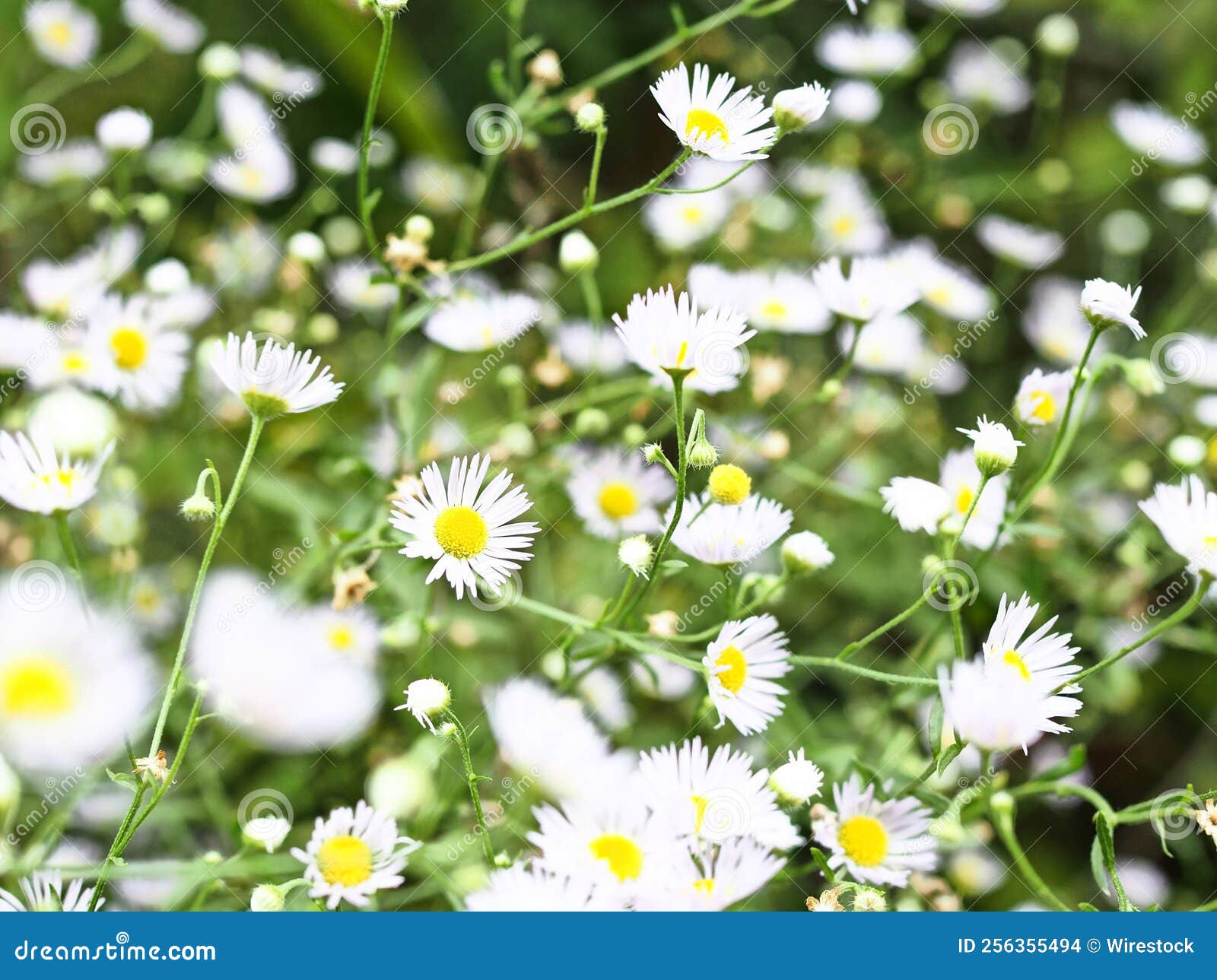 Closeup of Common Daisy Flowers in a Garden Stock Photo - Image of ...