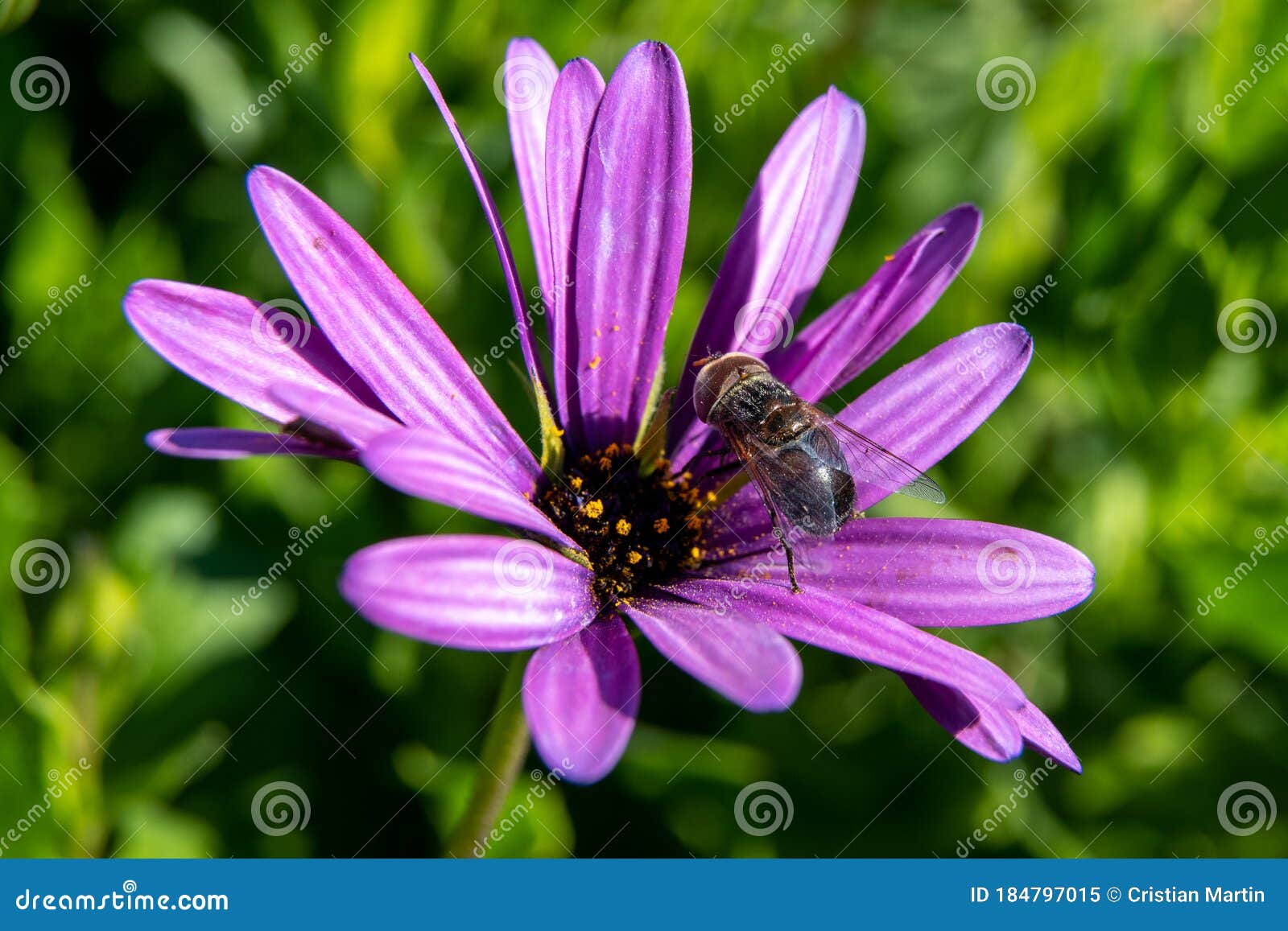 A Closeup of a Common Fly on a Bright Violet Flower Stock Image - Image ...