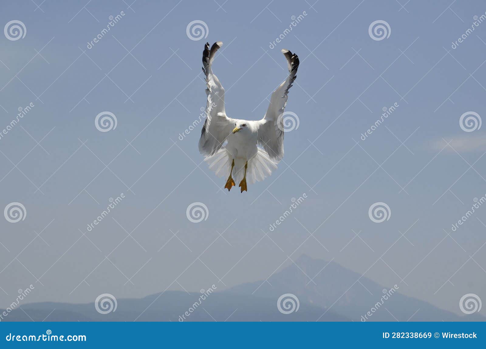 Closeup of a Common Gull Widely Opened Its Wings Under the Blue Sky ...