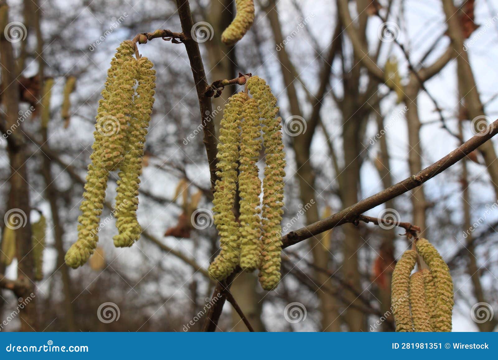 Closeup of Common Hazel Plants in a Forest Stock Image - Image of ...