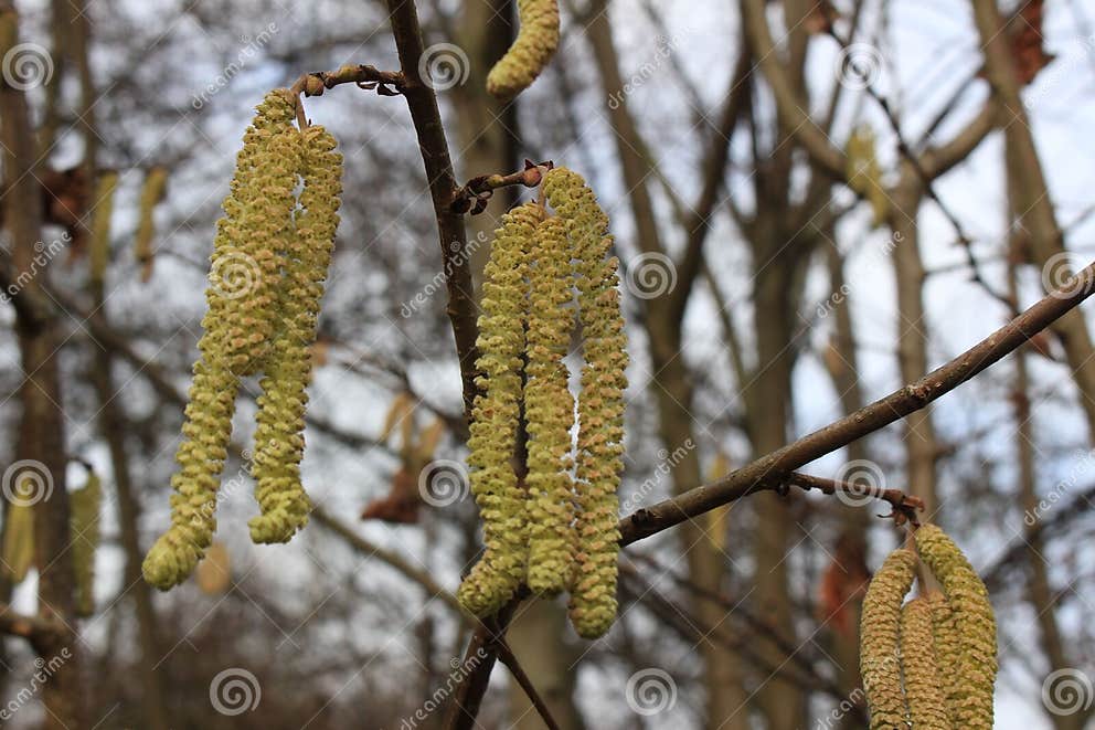 Closeup of Common Hazel Plants in a Forest Stock Image - Image of ...