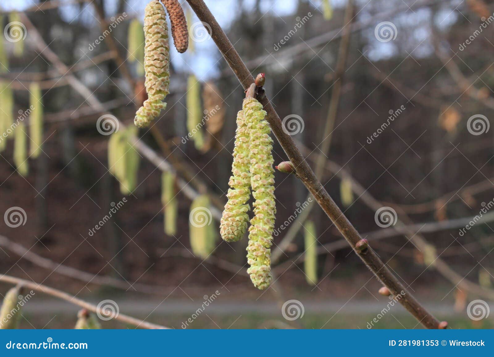 Closeup of Common Hazel Plants in a Forest Stock Image - Image of ...