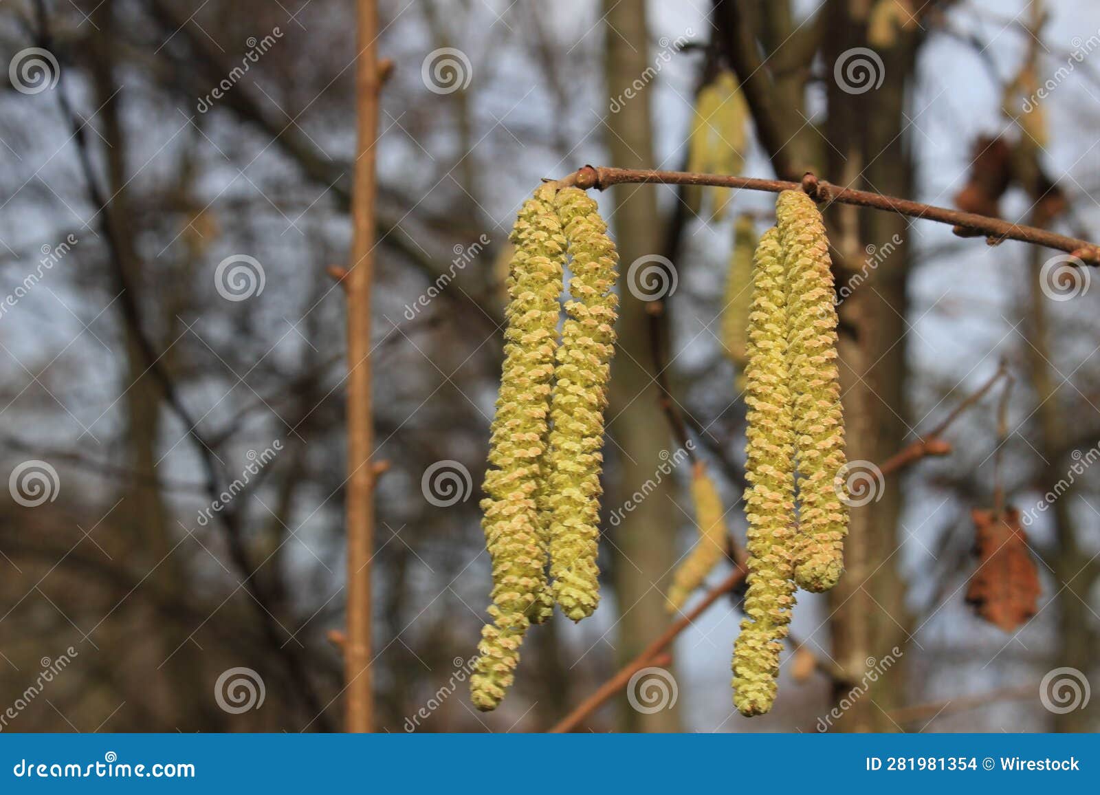 Closeup of Common Hazel Plants in a Forest Stock Photo - Image of ...