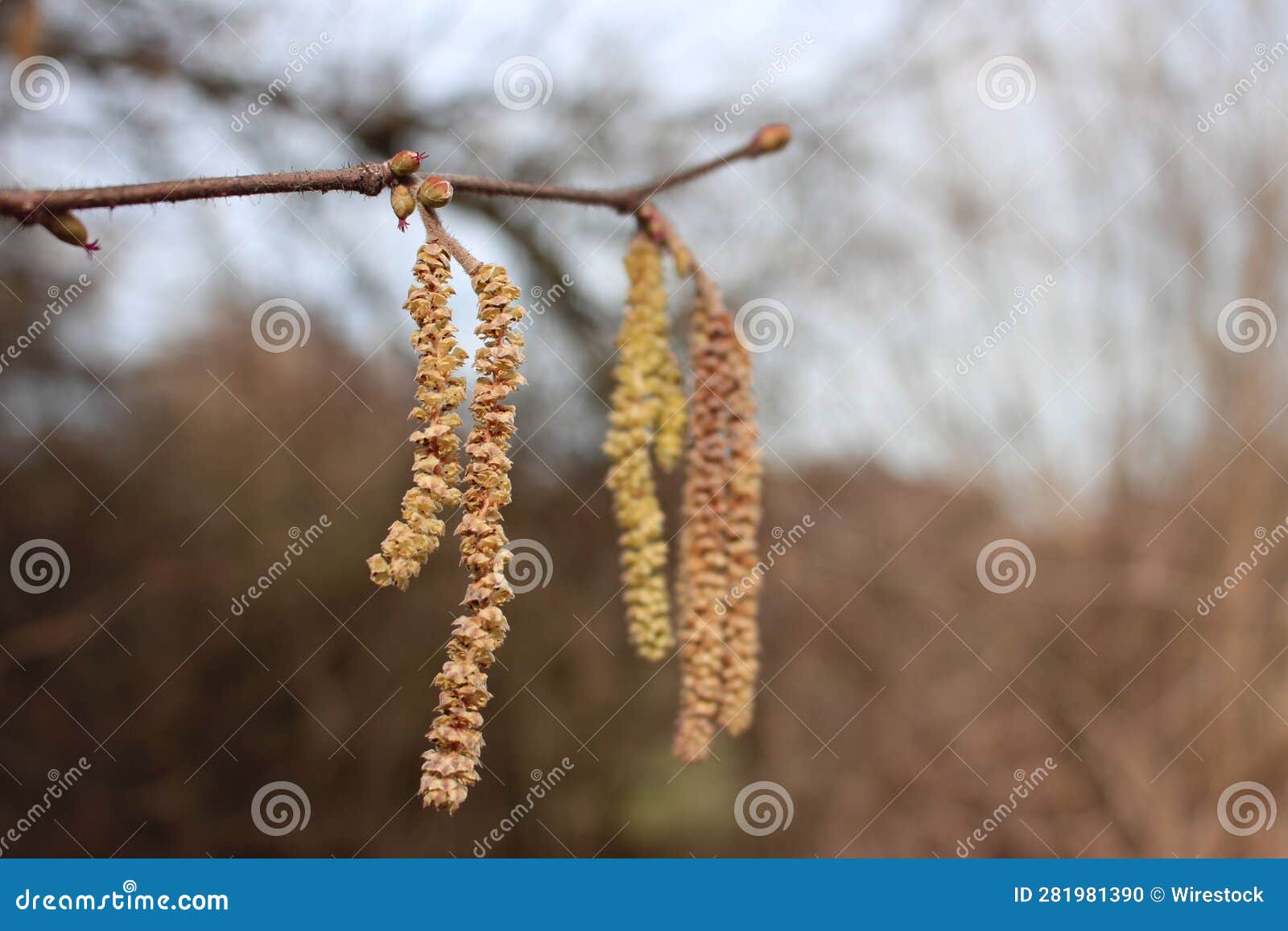 Closeup of Common Hazel Plants in a Forest Stock Photo - Image of lush ...