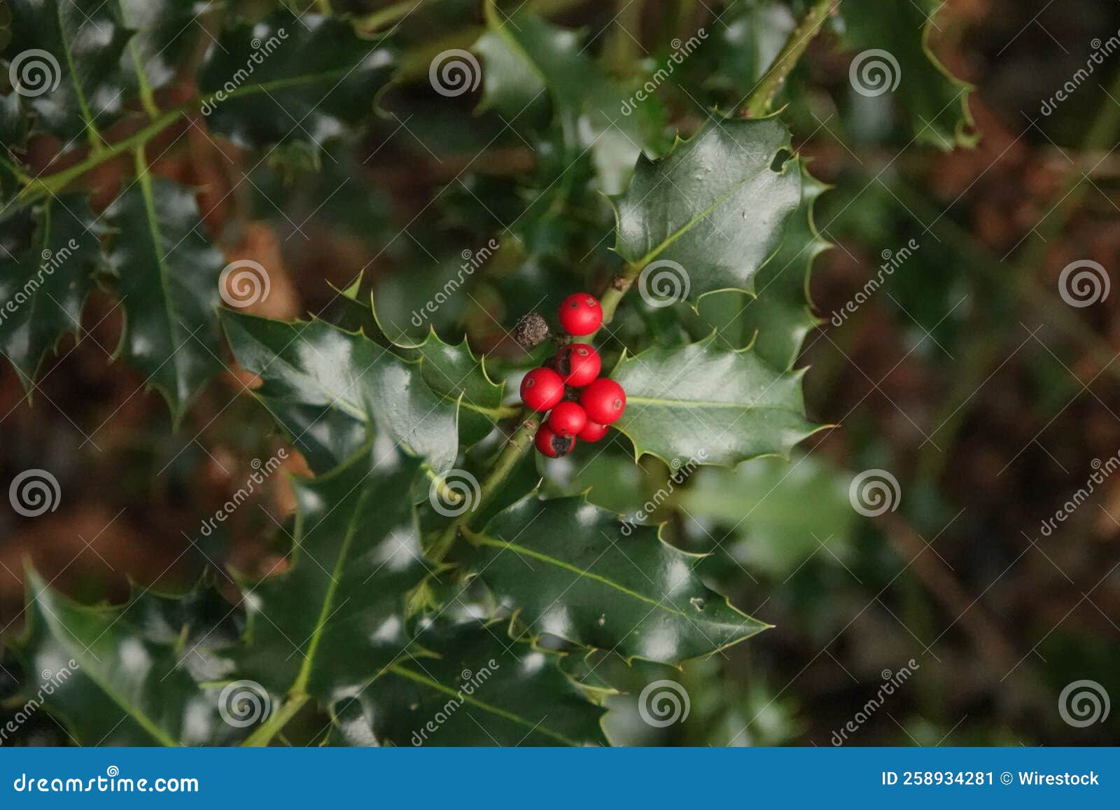 Closeup of Common Holly Growing on a Green Shrub Stock Image - Image of ...