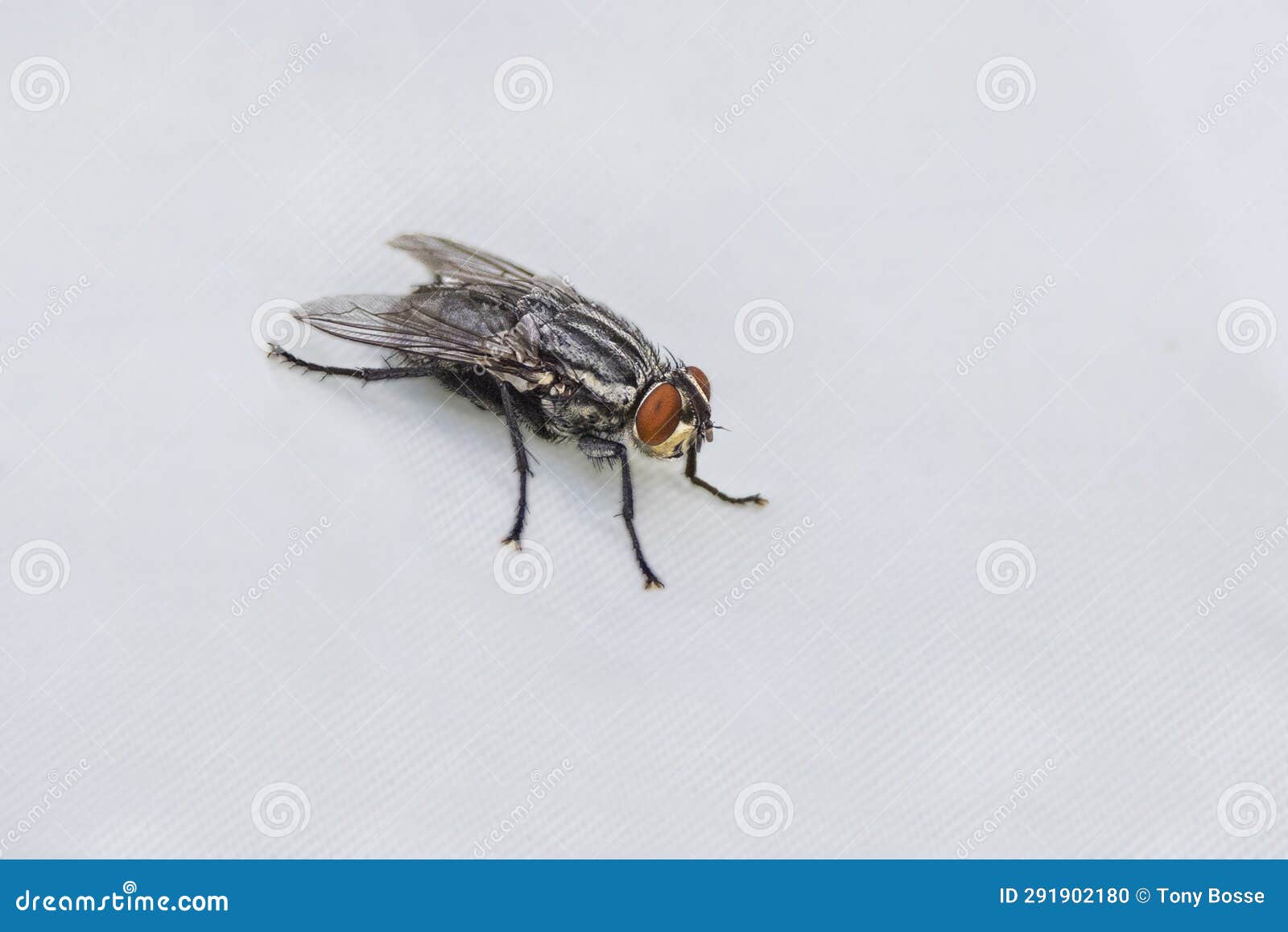 Common House Fly on a White Canvas Stock Photo - Image of nature ...