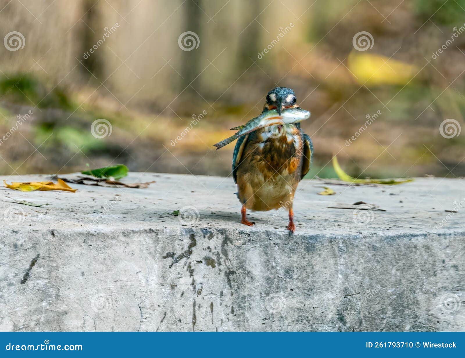 Closeup of a Common Kingfisher with a Prey Fish in Its Mouth Stock ...