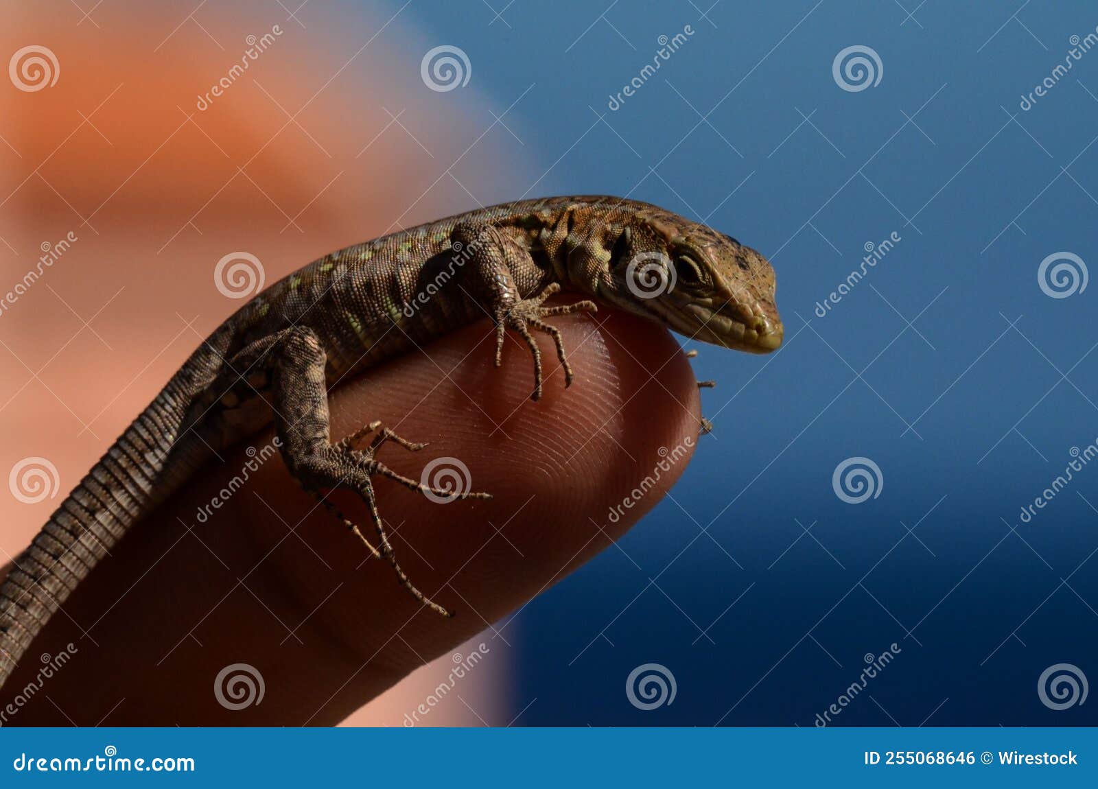 Closeup of a Common Lizard (Zootoca Vivipara) on a Finger Stock Photo ...