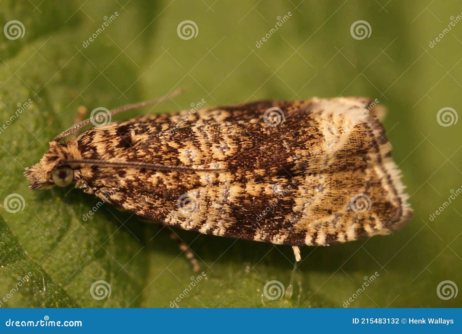 Closeup of the Common Marble Tortrix Micro Moth, Celypha Lacunana Stock ...