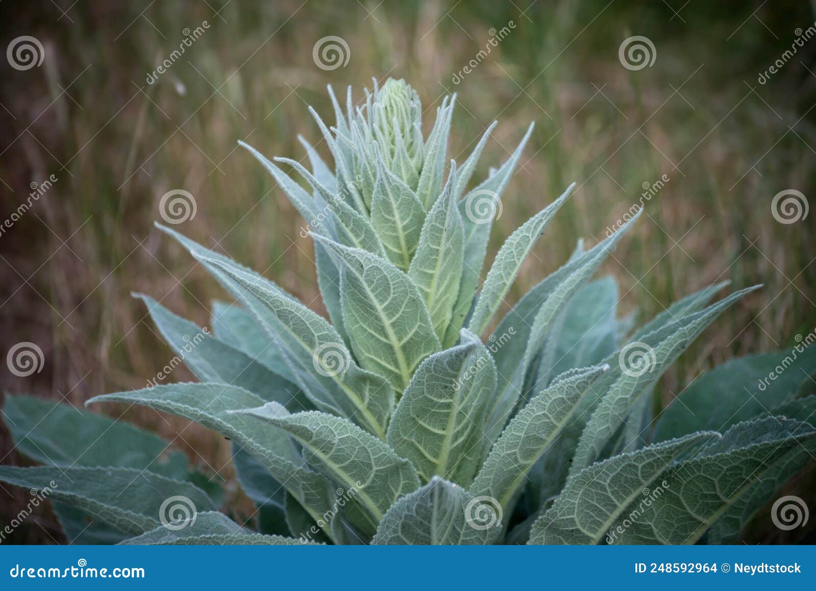 Common Mullein Plant in a Meadow Stock Photo - Image of aromatherapy ...