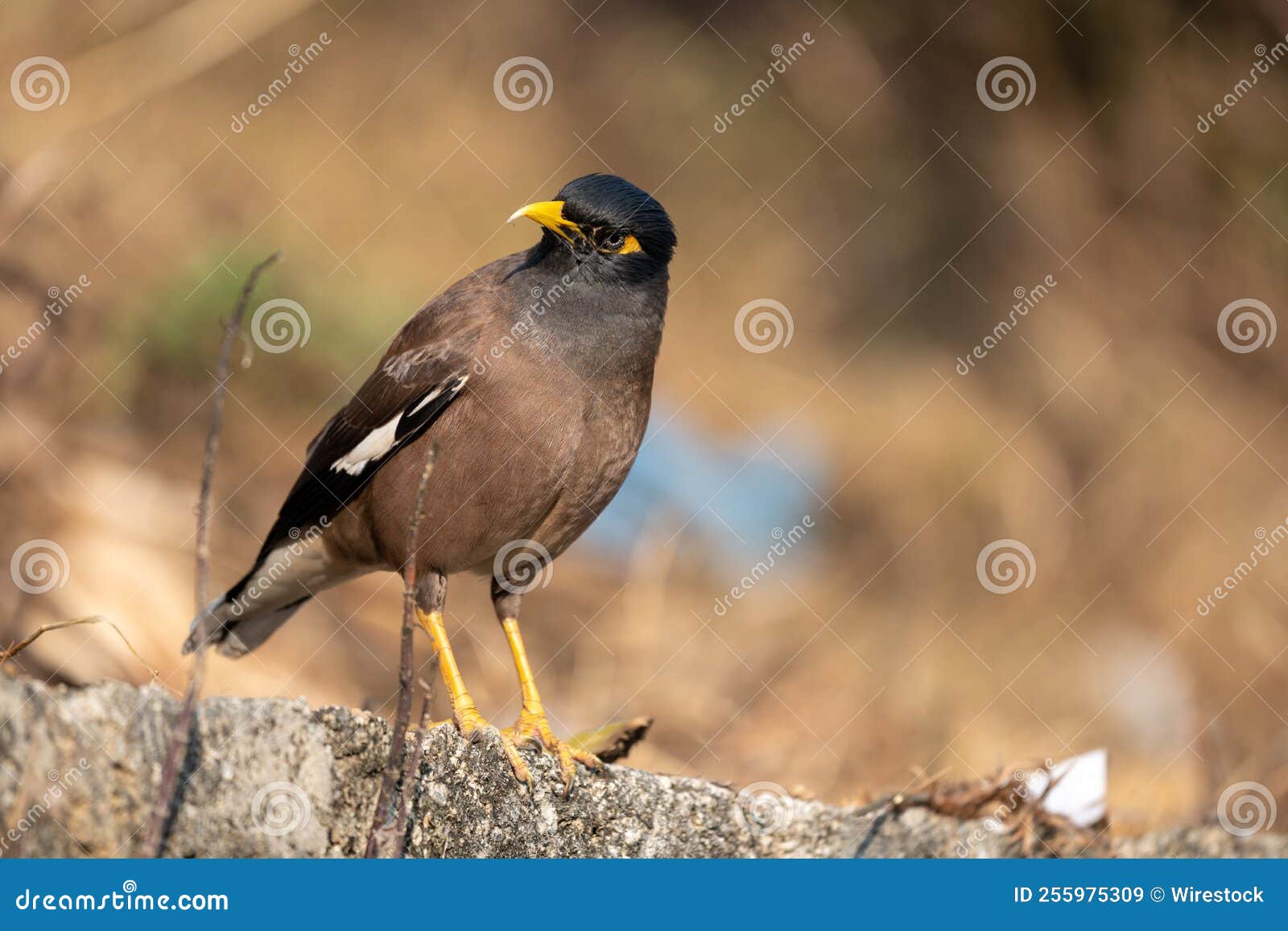 Closeup of a Common Myna Standing on a Piece of Rock Stock Image ...
