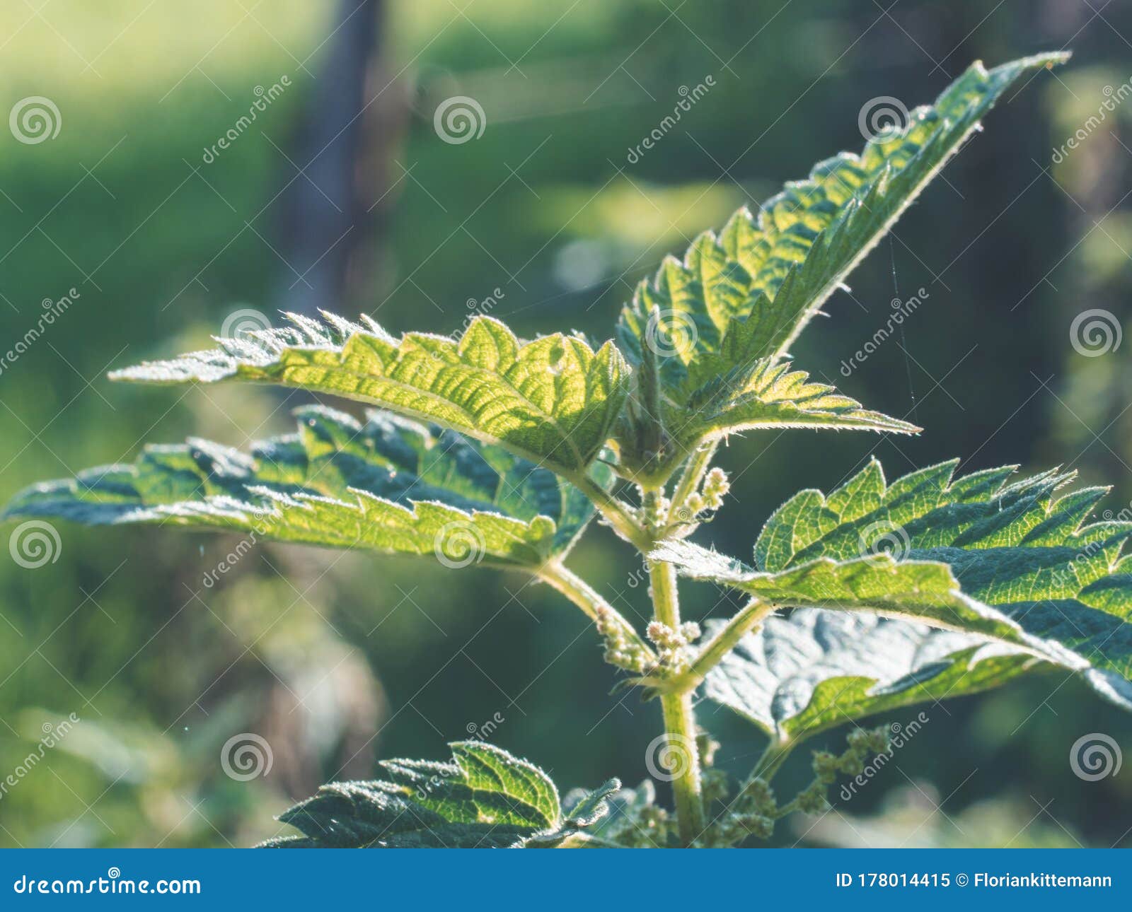 Closeup of Common Nettle Growing and Sprouting in Garden Stock Image ...