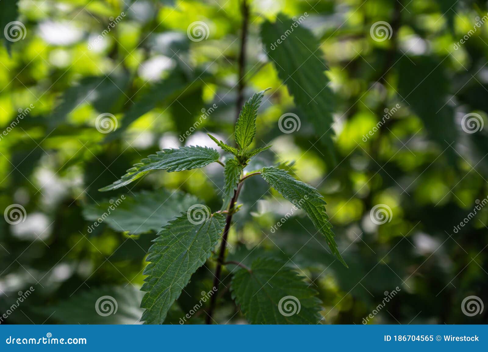 Closeup of Common Nettles in a Field Under the Sunlight at Daytime with ...