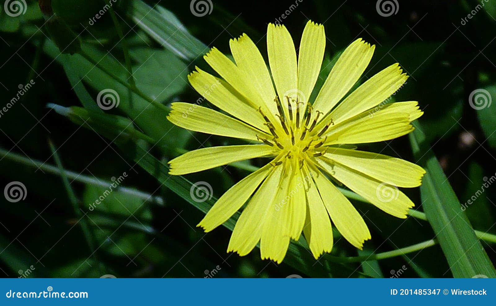 Closeup of a Common Nipplewort Flower on the Foliage Background Stock ...