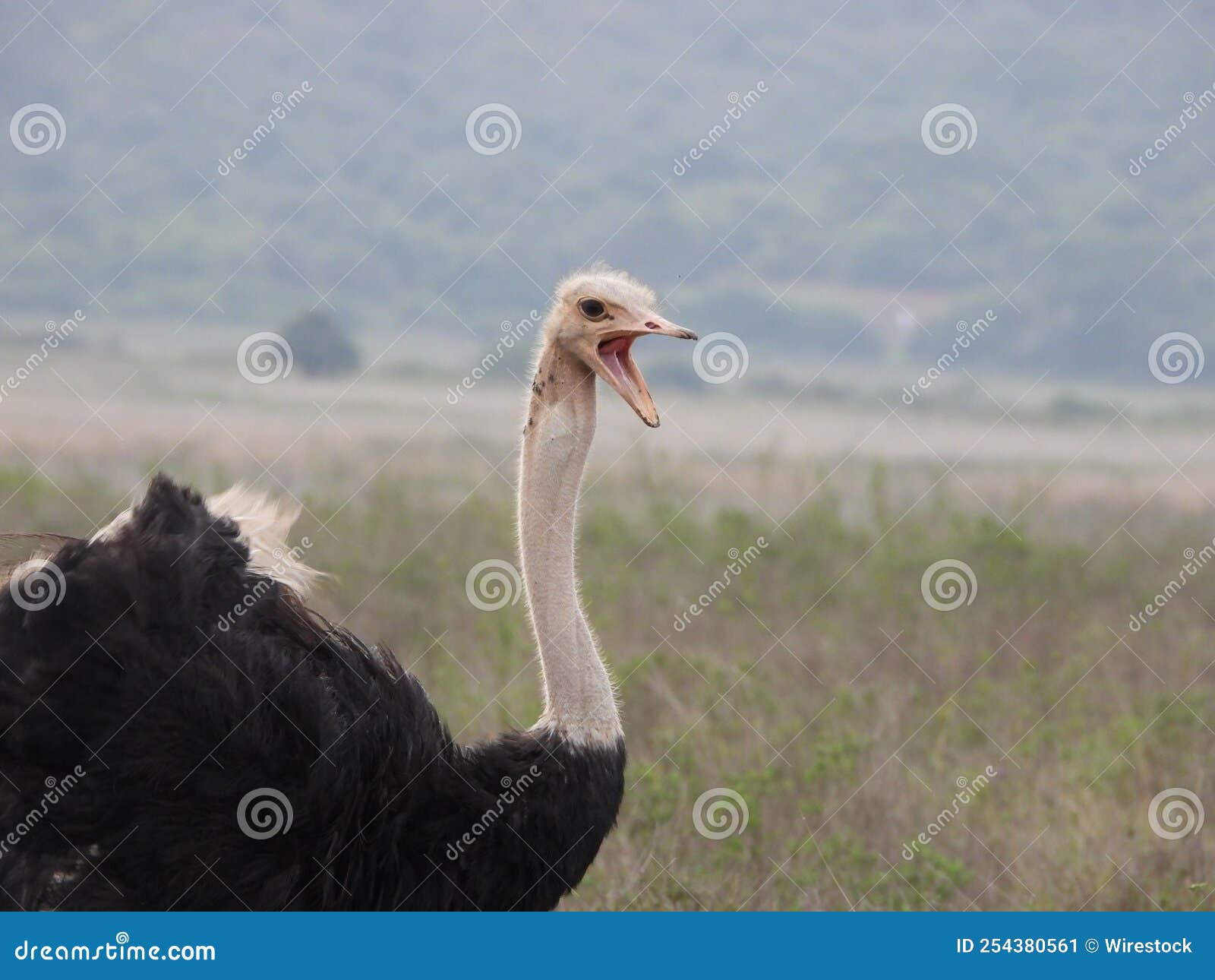 Closeup of a Common Ostrich (Struthio Camelus) Stock Image - Image of ...