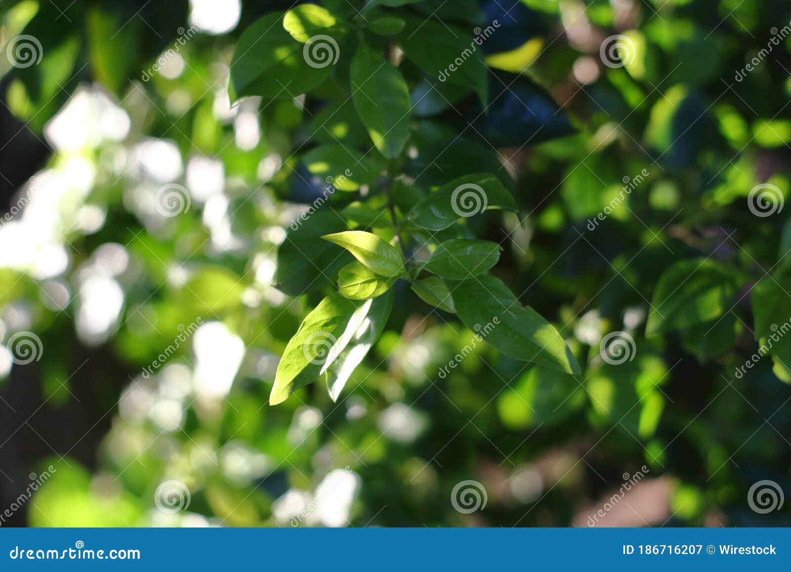 Closeup of Common Privet Leaves in a Field Under the Sunlight at ...