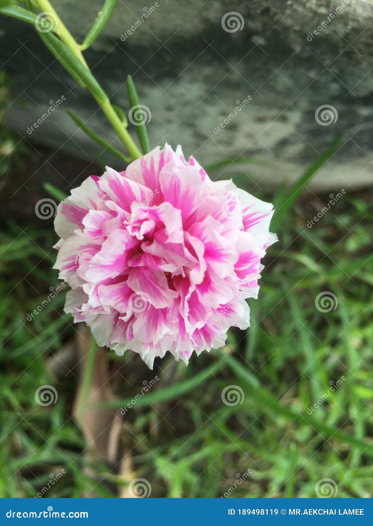 Closeup Common Purslane Flower.shallow Depth of Field Stock Image ...