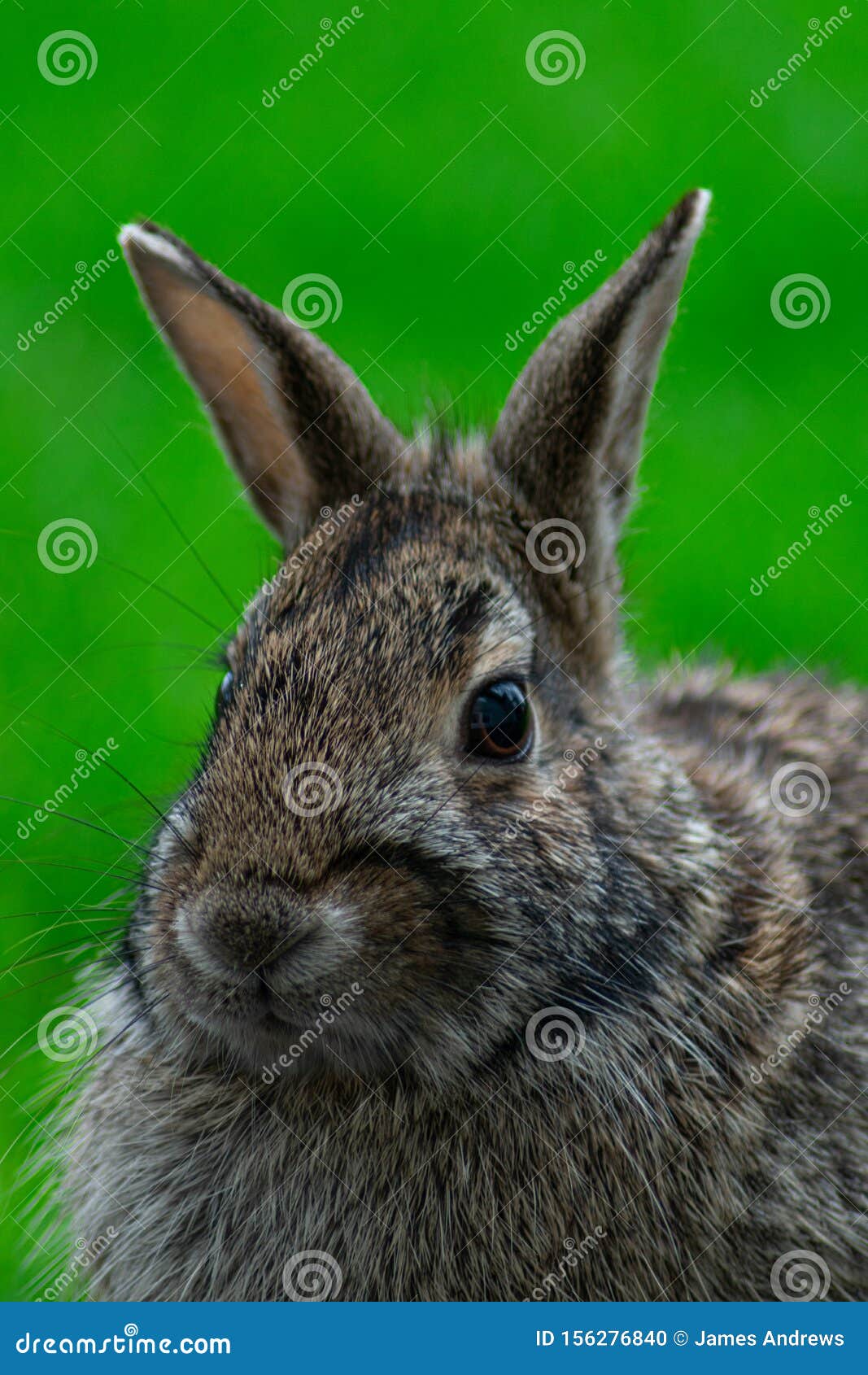 Closeup of a Common Rabbit Face on a Backyard at a Suburban Home Stock ...