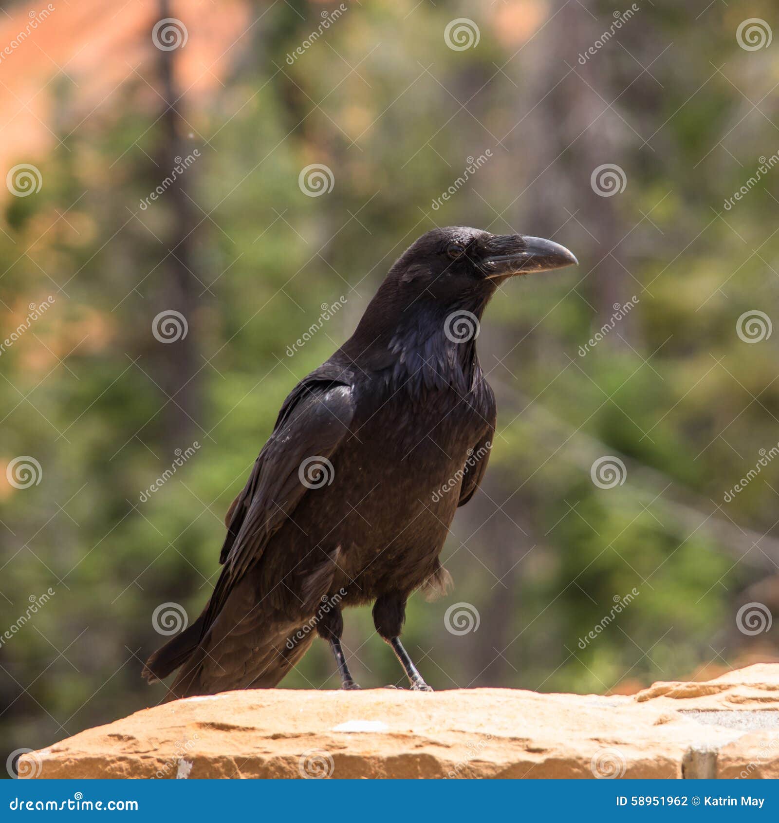 Corvux Stock Photos - Free & Royalty-Free Stock Photos from Dreamstime