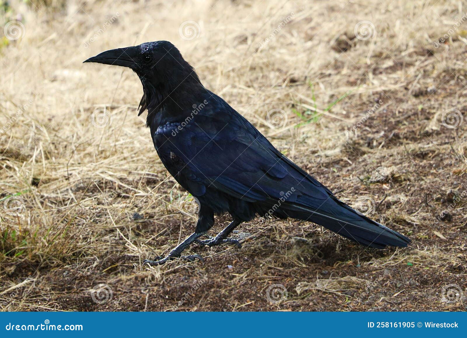 Closeup of Common Raven on Yellow Grass on the Ground Stock Image ...