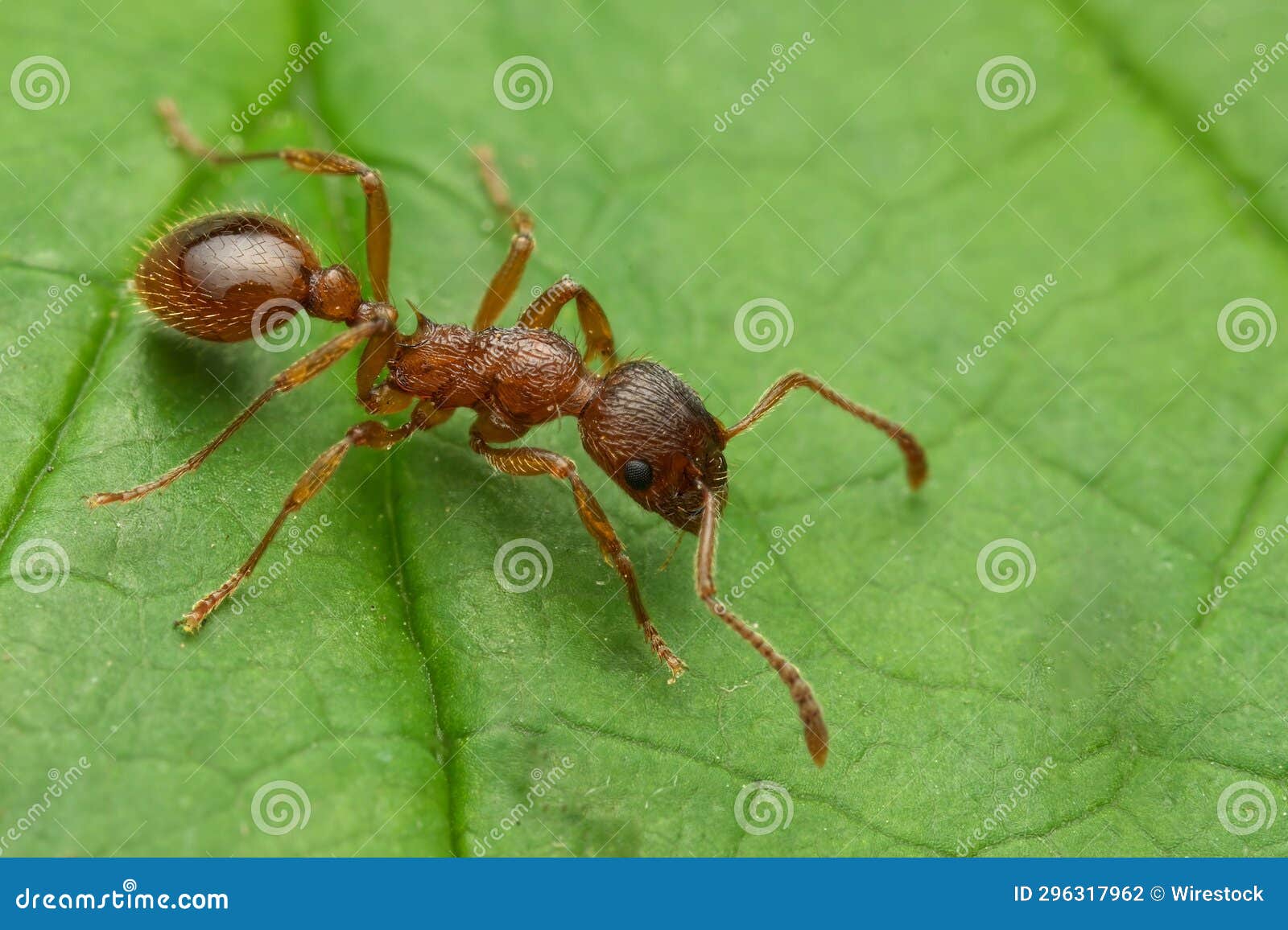 Closeup of a Common Red Ant on the Green Leaf with a Blurry Background ...