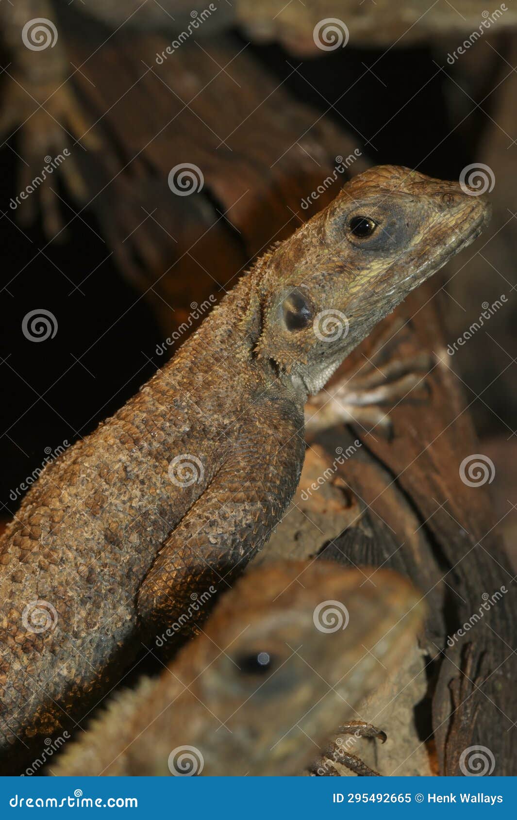Closeup on a Common, Red-headed Rock or Rainbow Agama, Agama Agama ...