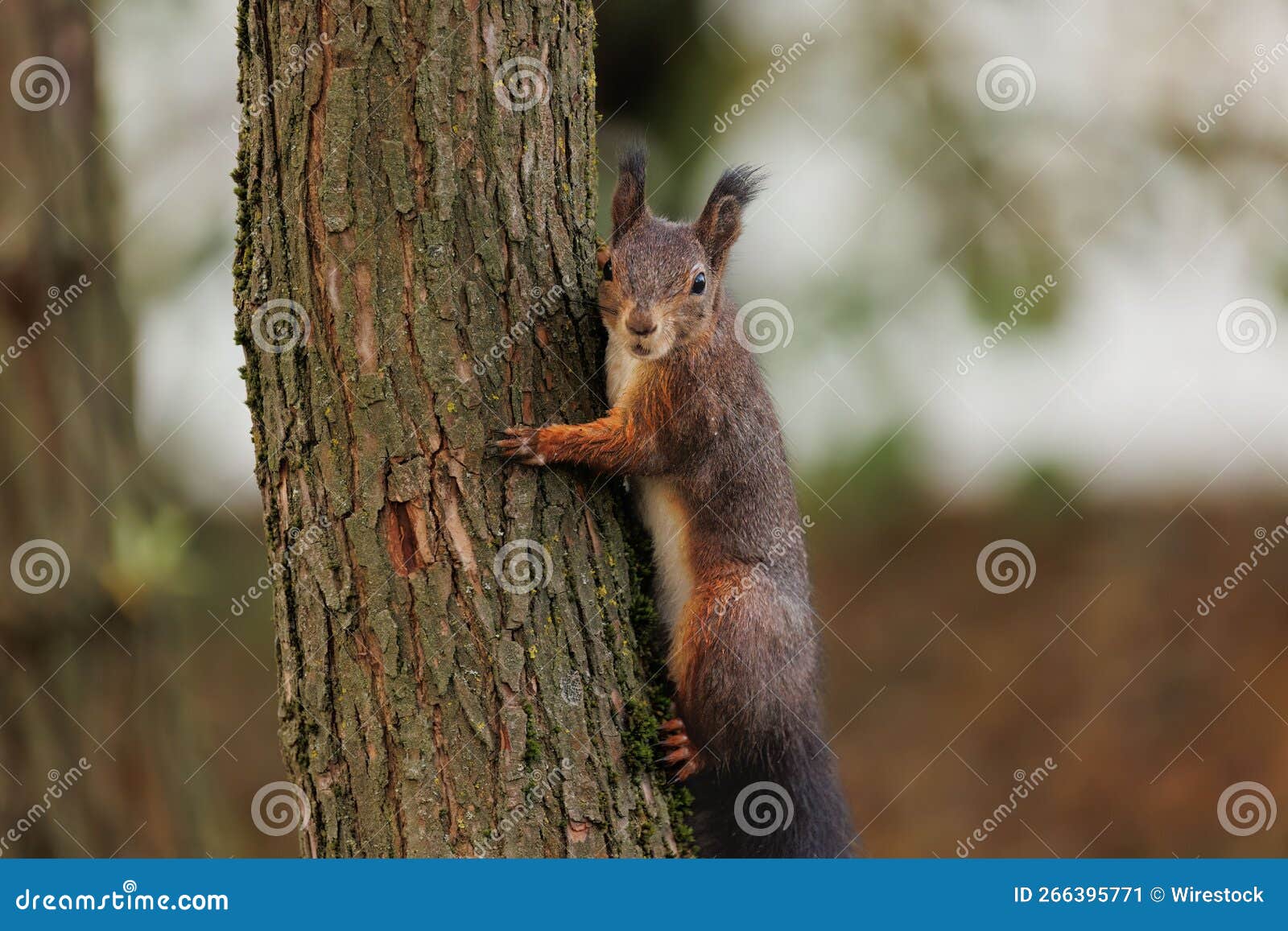Closeup of a Common Red Squirrel on a Tree in a Forest Stock Image ...