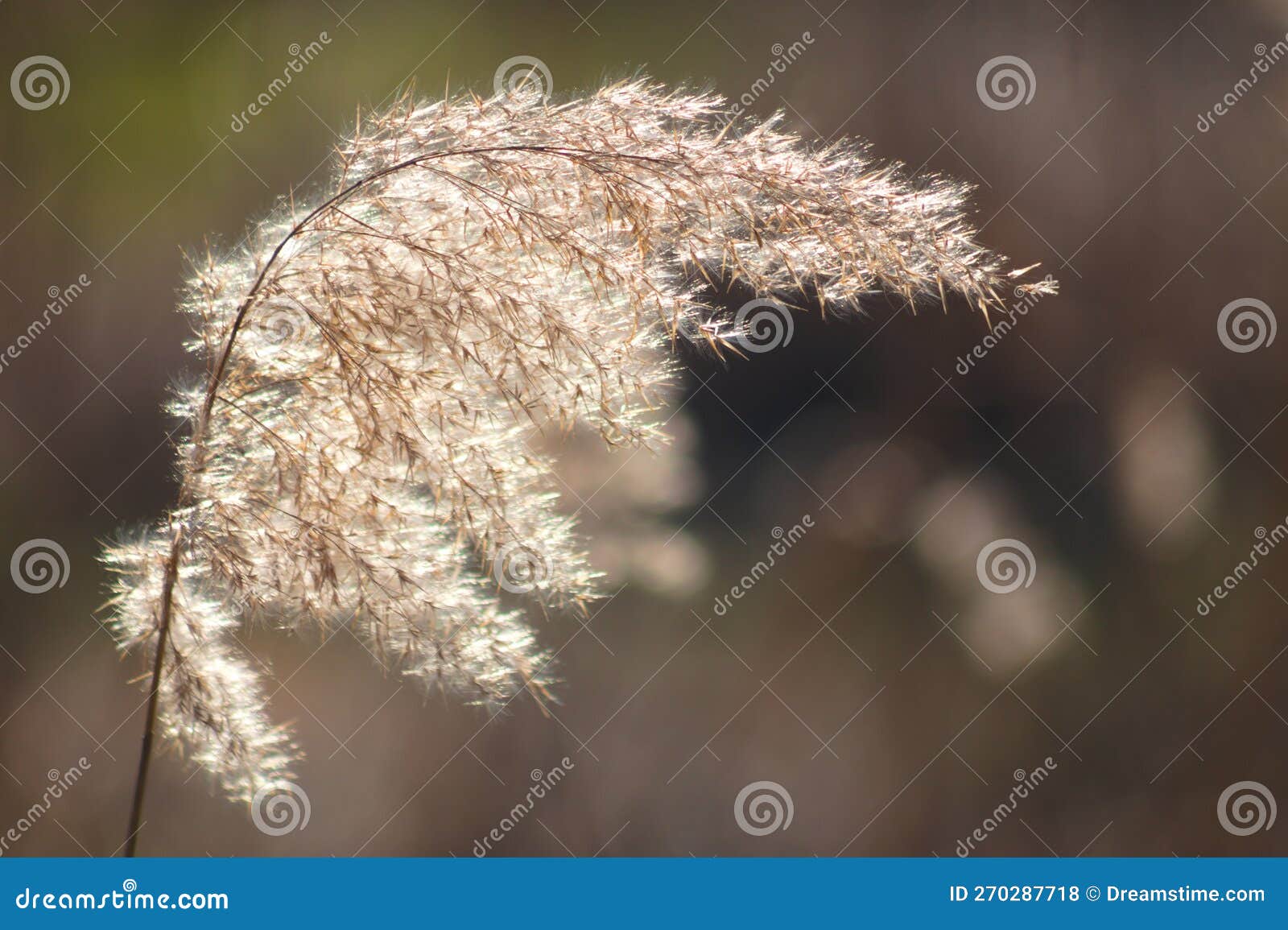 Closeup of Common Reed Seeds with Sun Behind and Blurred Background ...