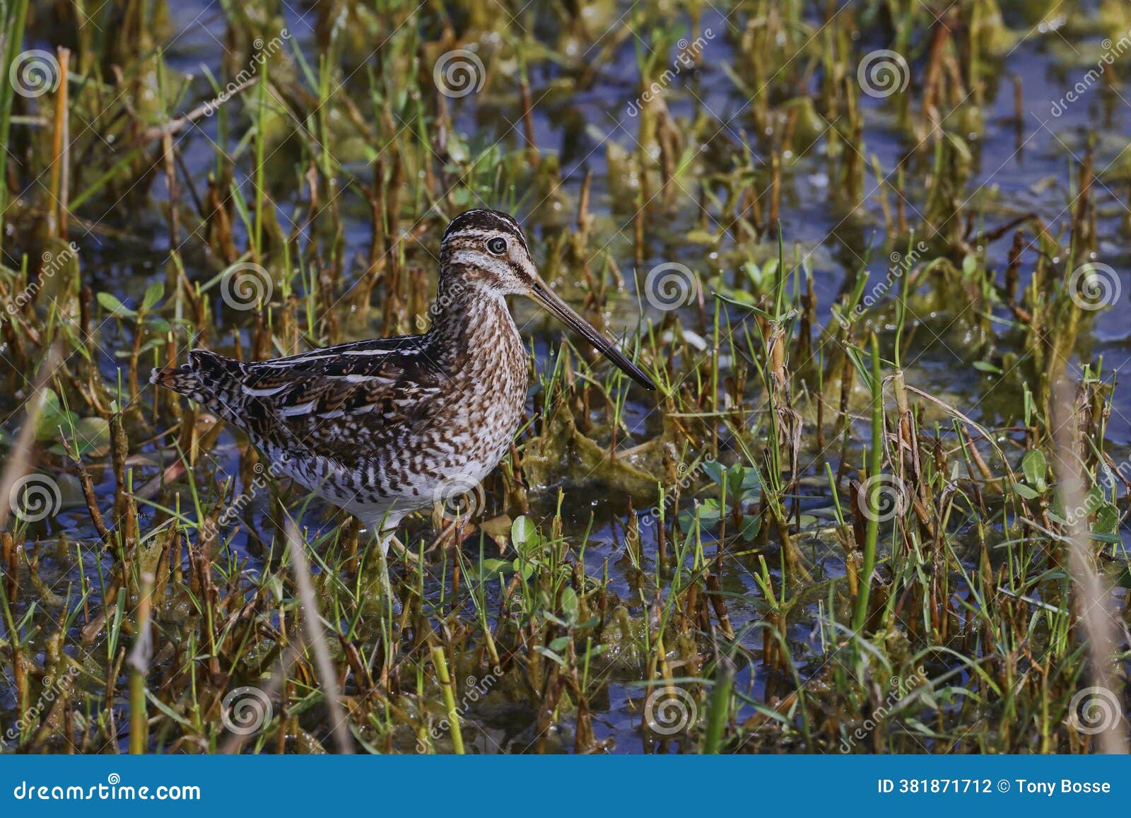 Common Snipe Wader Bird In Marshland Background Stock Photography ...