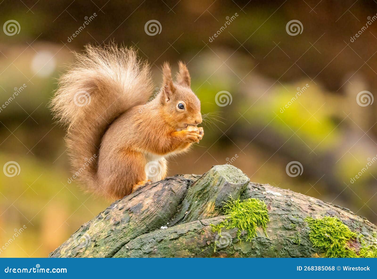 Closeup of a Common Squirrel (Sciurus Vulgaris) on a Broken Trunk of a ...