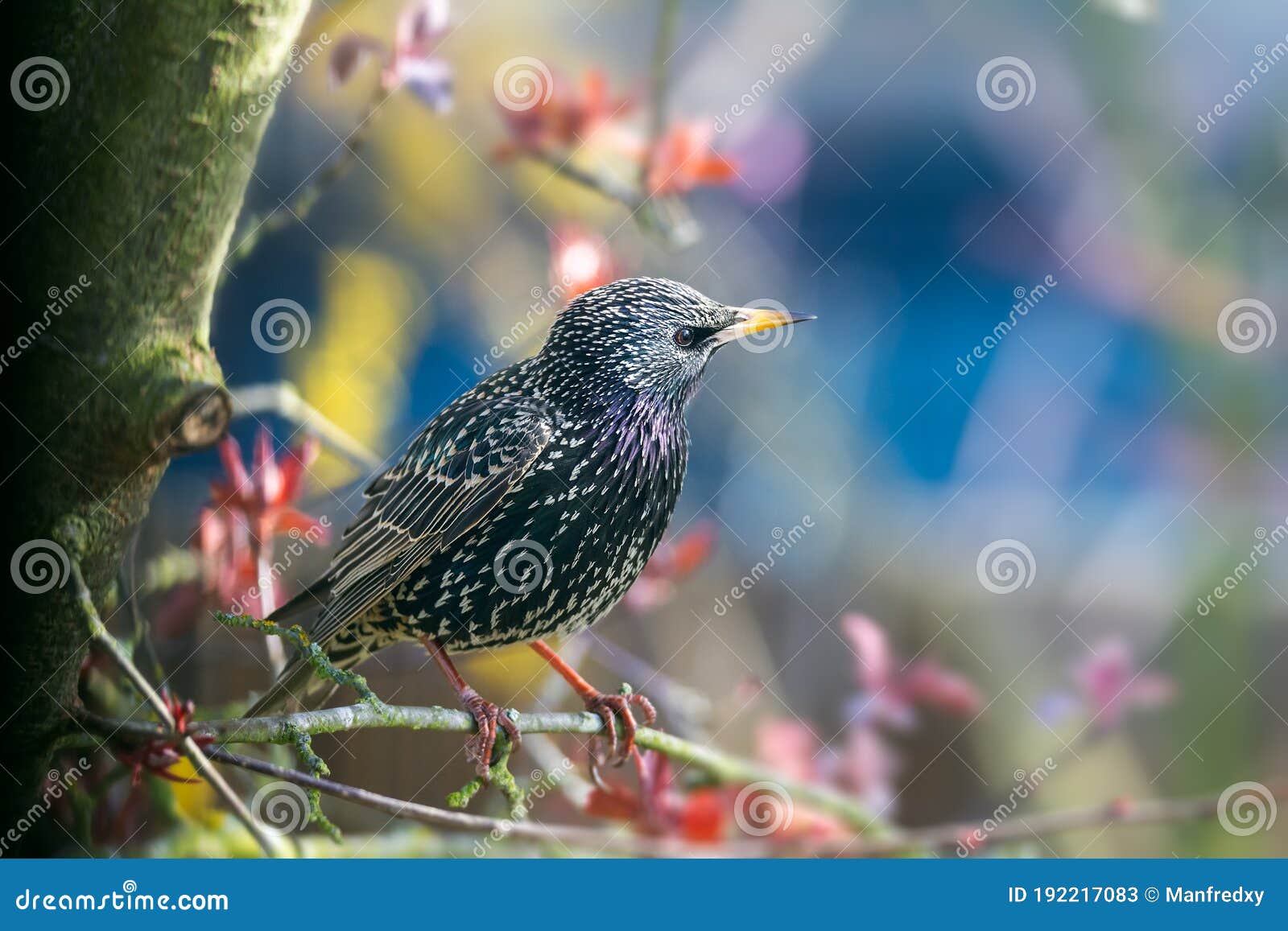 Closeup of a Common Starling Stock Image - Image of beak, starling ...