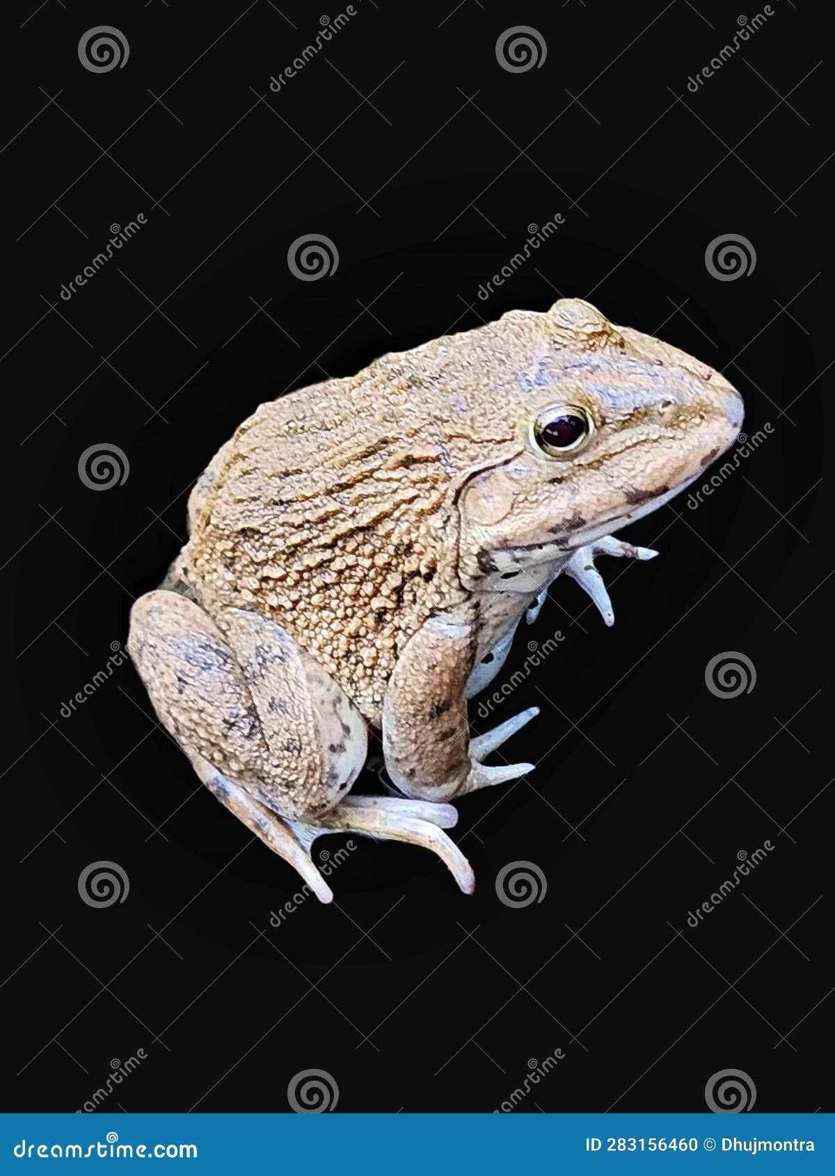 Closeup of Common Thai Frogs on the Black Background. Stock Photo ...