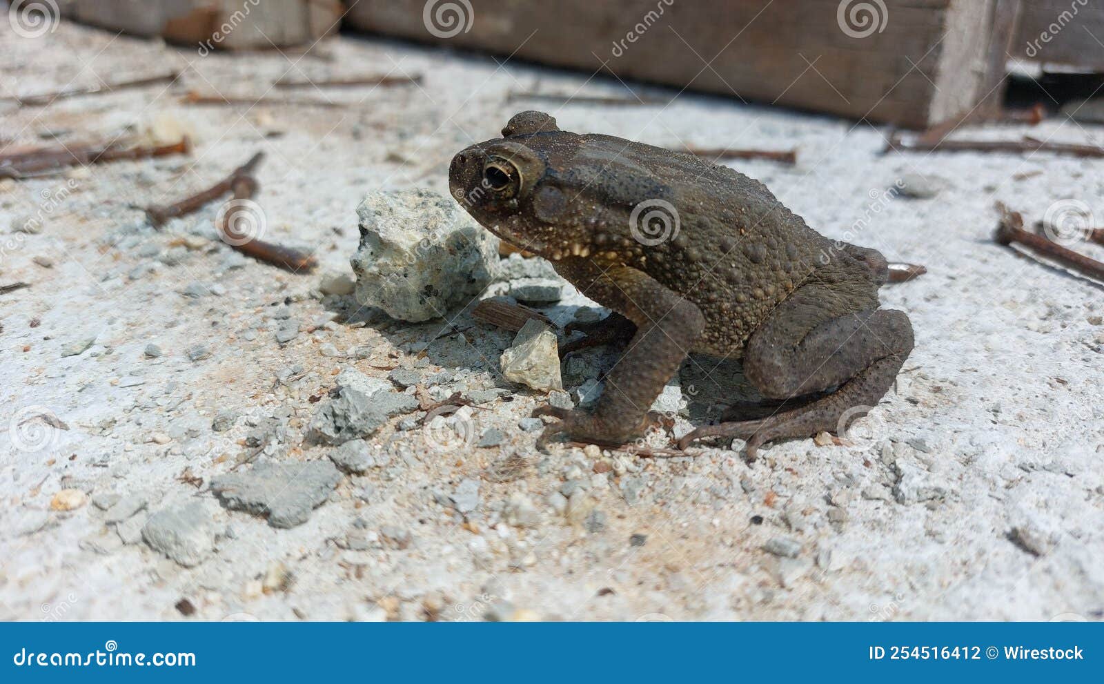 Closeup of a Common Toad on a Stone Surface Stock Photo - Image of ...